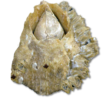 Snail's Odyssey: Crustacea-Acorn barnacles