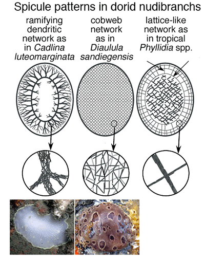 Snail's Odyssey: Mollusca-Nudibranchs & relatives