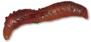 Snail's Odyssey: Polychaeta-Lugworms & relatives