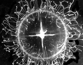 Snail's Odyssey: Cnidaria-Hydroids